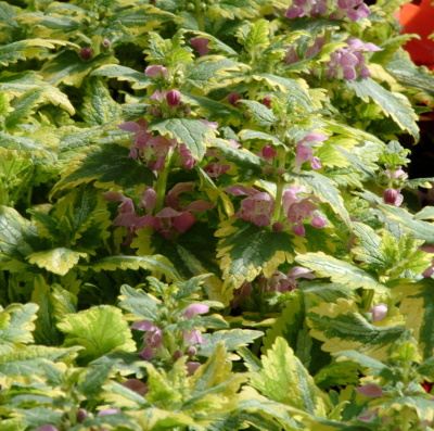 Lamium Anne Greenaway