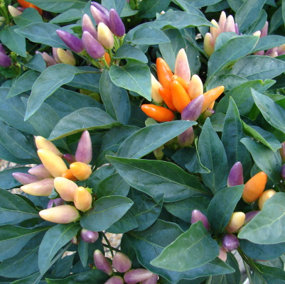 Ornamnetal Pepper Numex Easter - White House Nursery