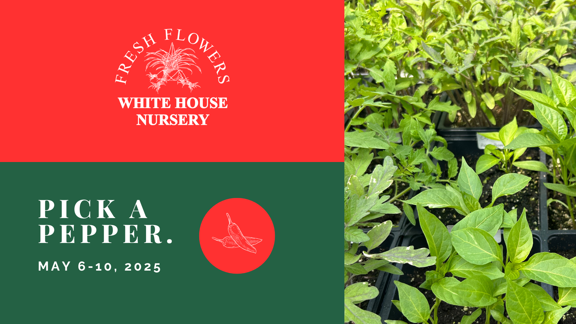 Pick A Pepper - White House Nursery